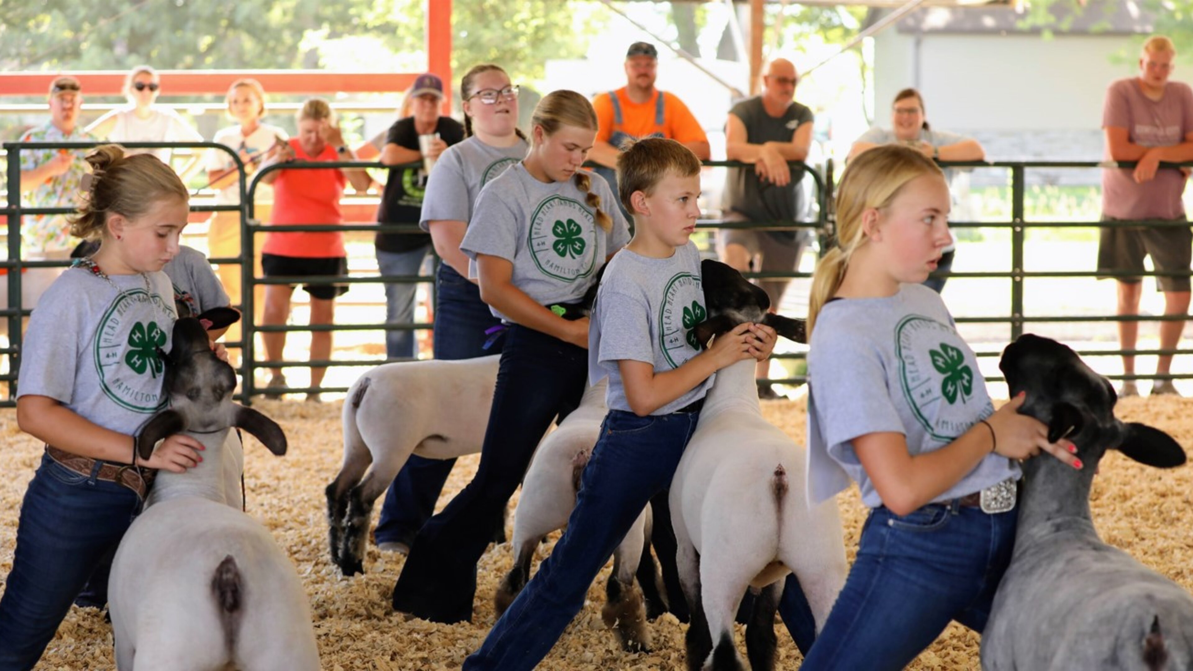 4-H at the Hamilton County Fair | Nebraska Extension in Hamilton County ...