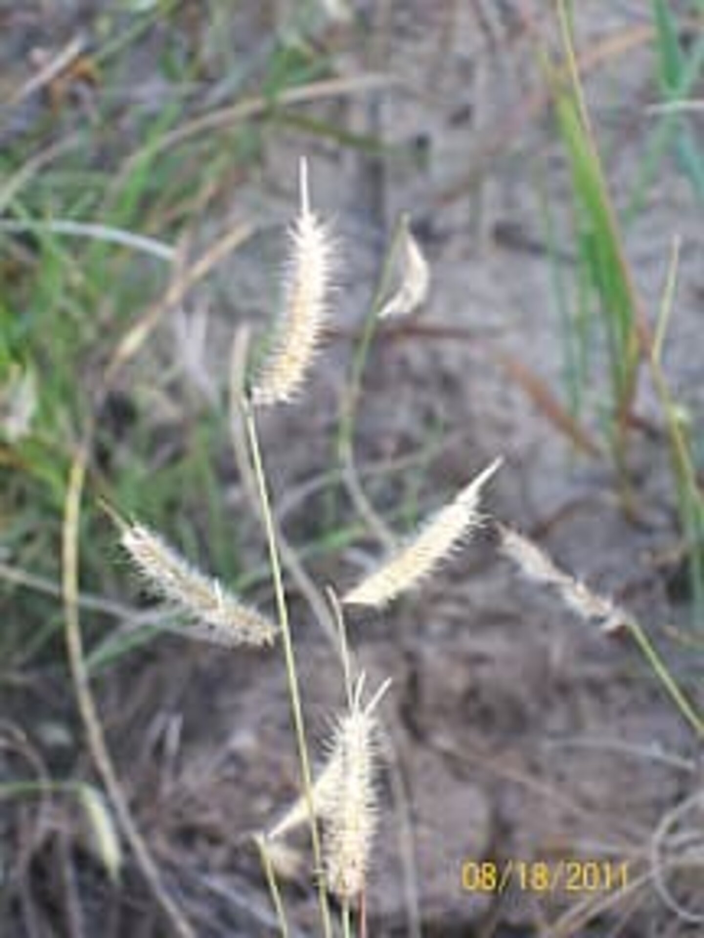 Sandhills Plant Identification | Nebraska Extension in the Central ...