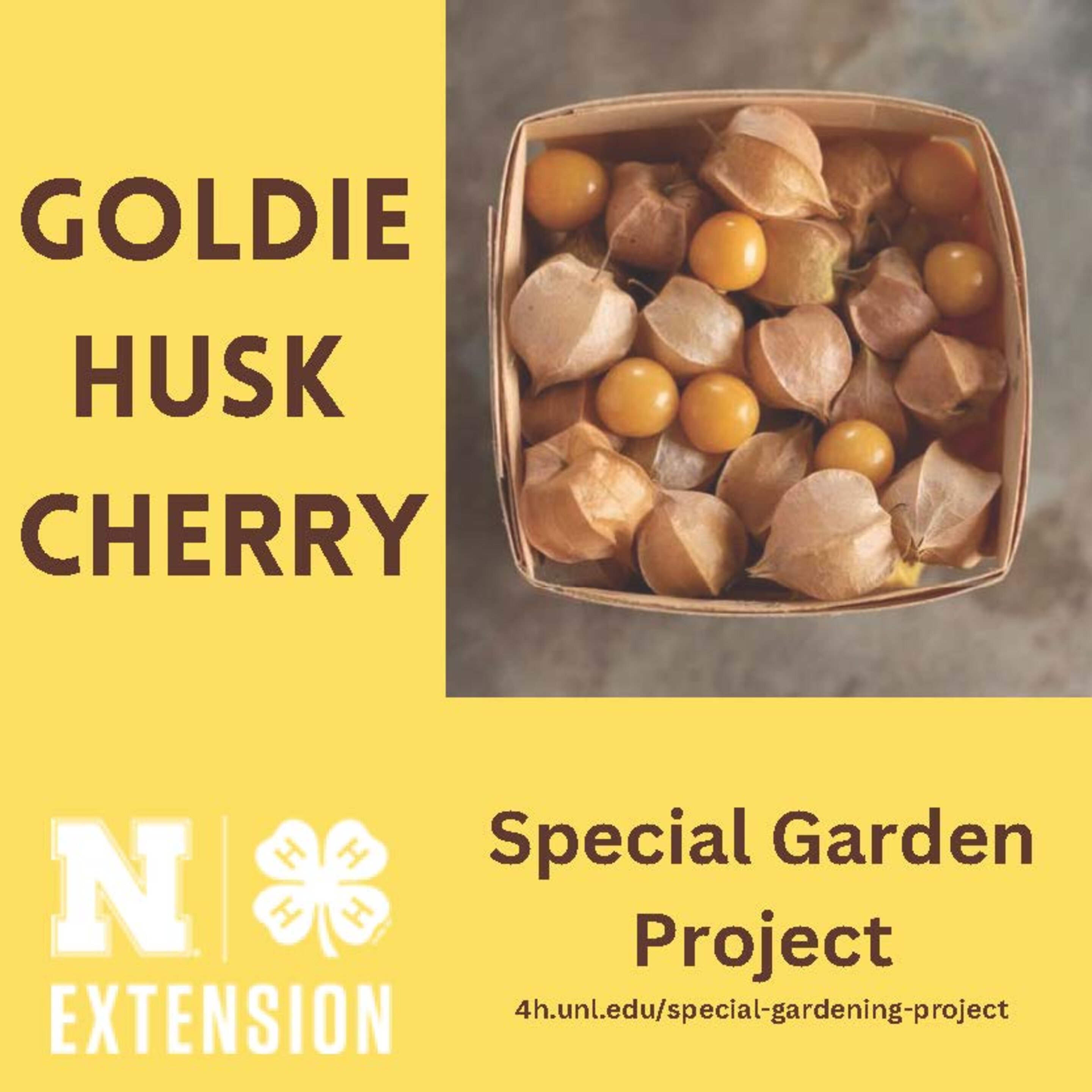 4-H | Nebraska Extension in Custer County | Nebraska Extension | Nebraska